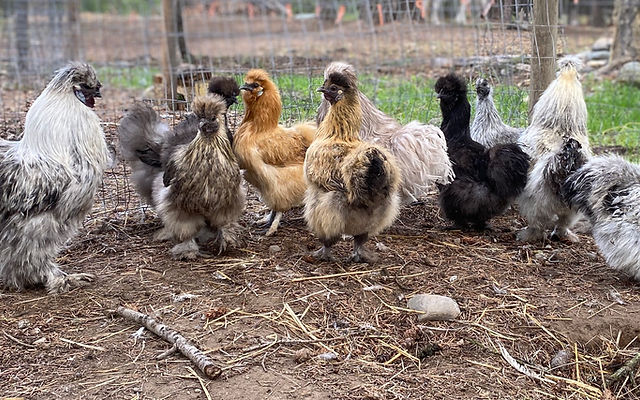 silkie chicken meat color