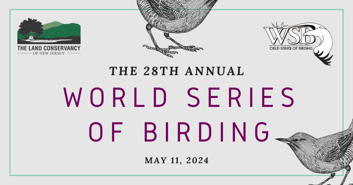 2024 World Series of Birding | TLCNJ