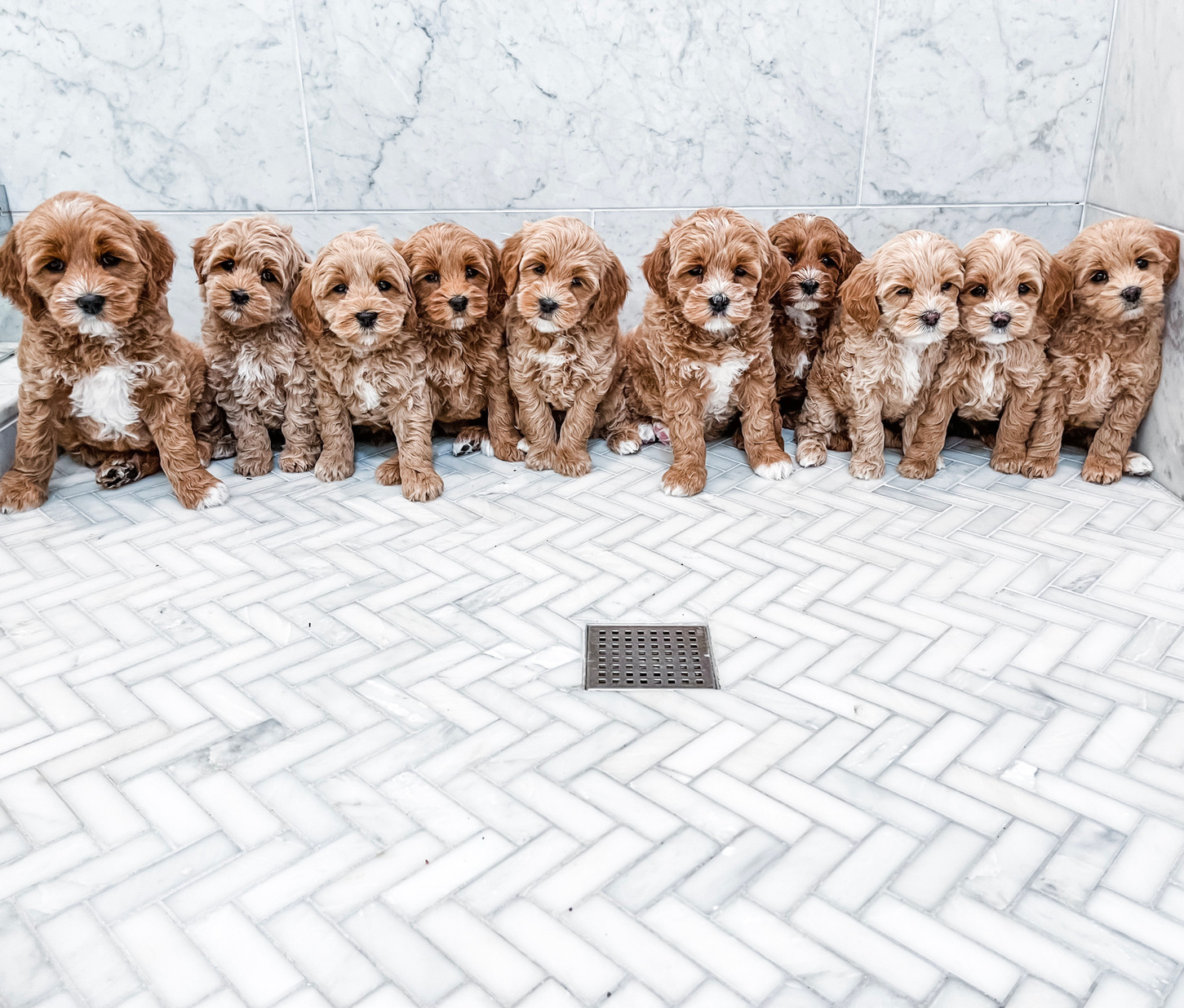 Labradoodle | Odie's Doodles, Australian Labradoodles | San Luis Obispo