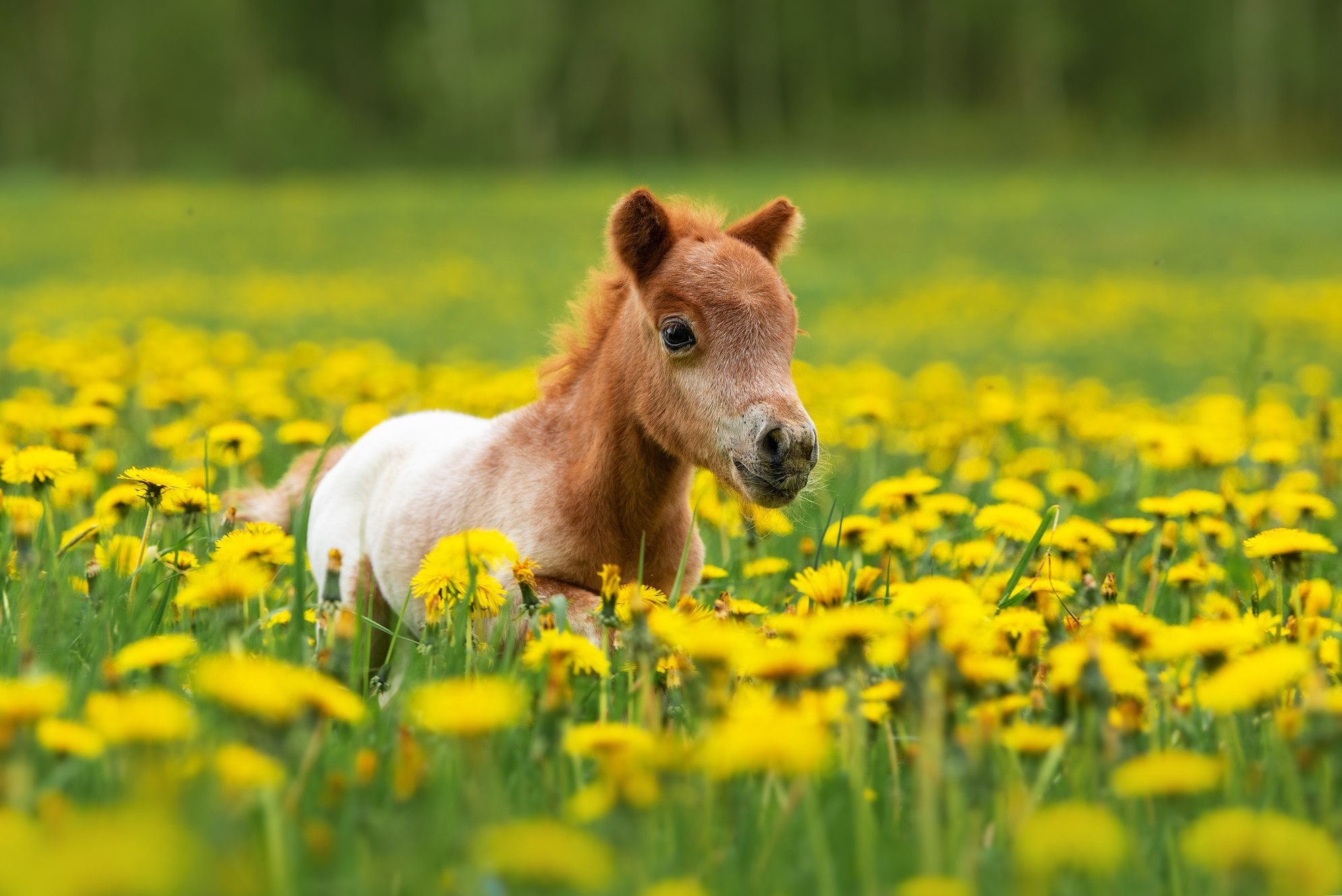 Allevamento Mini Pony Summano - L'allevamento di mini pony più grande d ...