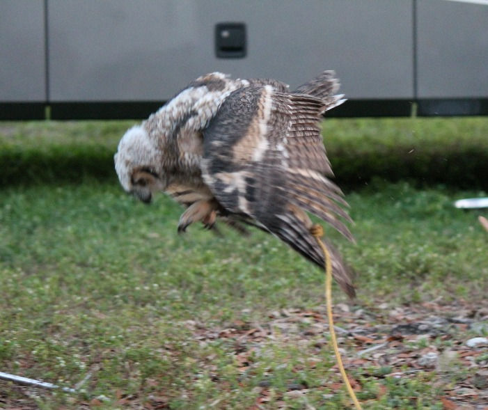 Talons, What are they