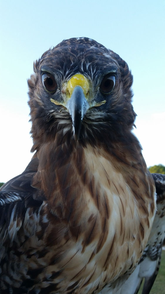 Talons, What are they