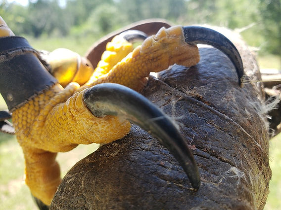 bird claws