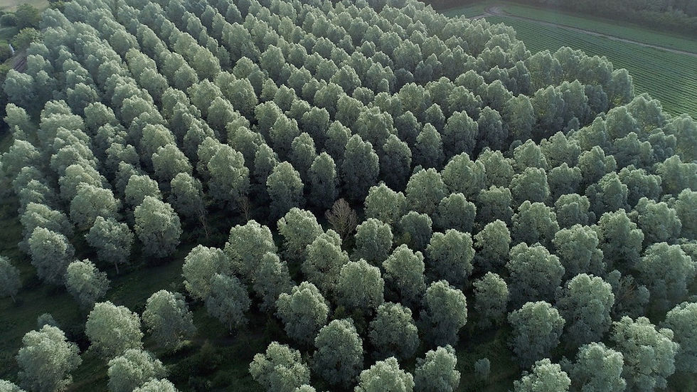 English Willow English Grown Cricket Bat Willow Oxfordshire English Willow English Grown Cricket Bat Willow Oxfordshire
