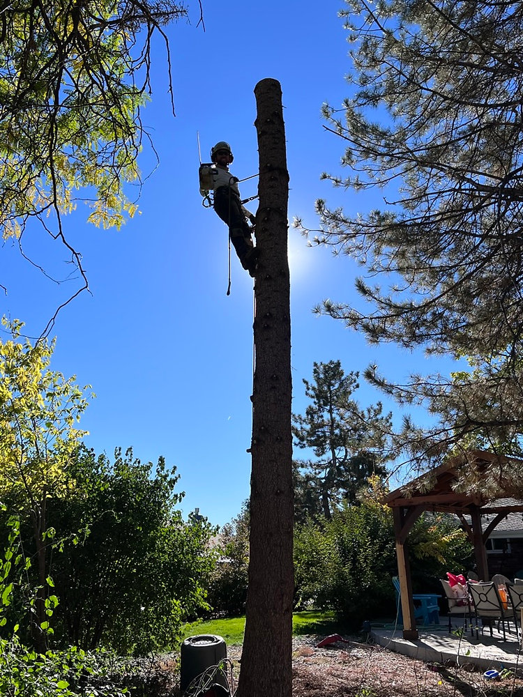 How tree removal pricing works