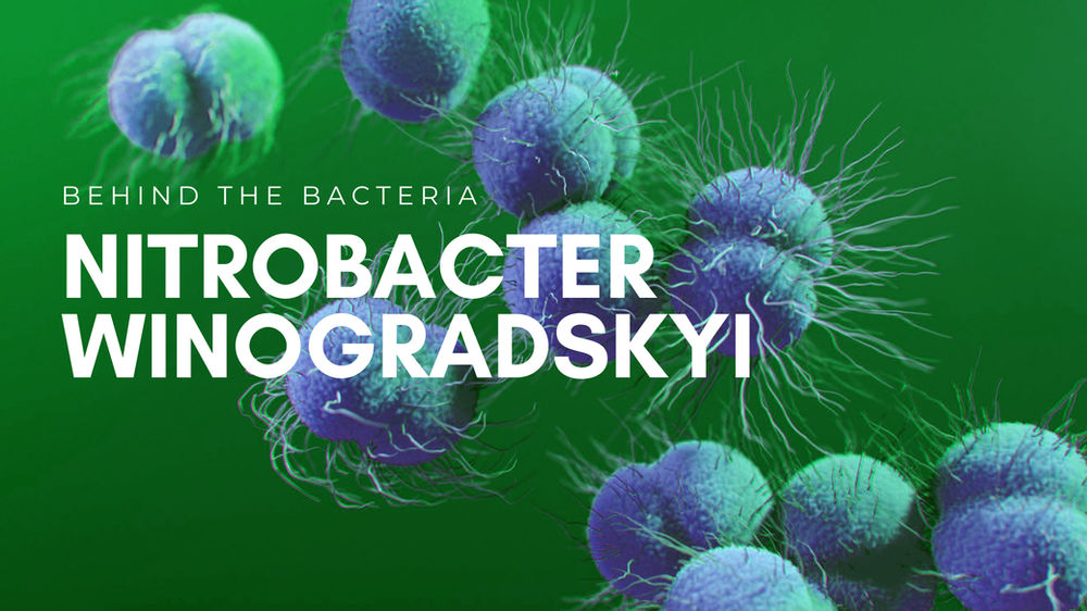 Nitrobacter Winogradskyi - Advanced Ag Bacteria