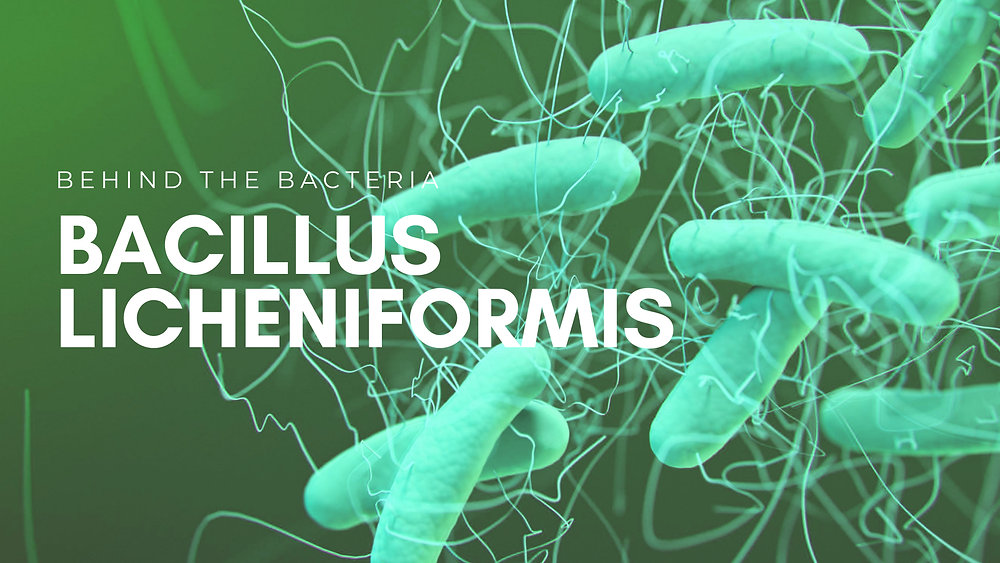 Bacillus licheniformis