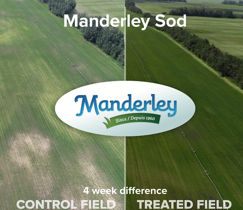 Manderley Turf Case Study