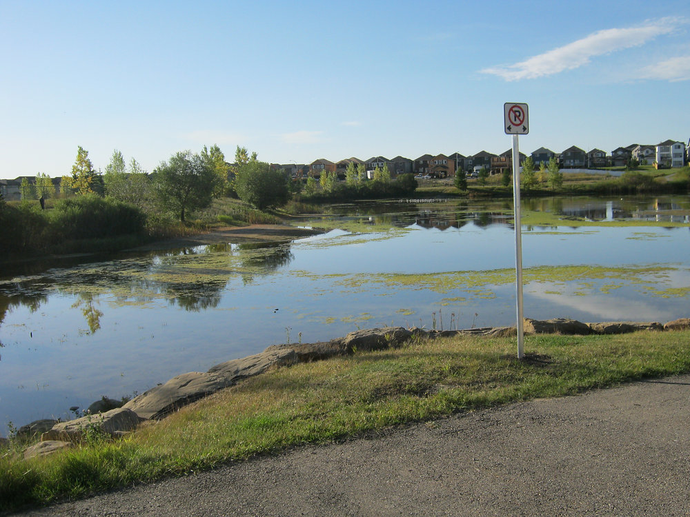 How bacteria cultured in Alberta are helping treat algae and wastewater
