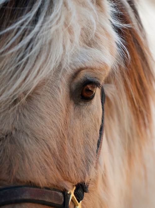 Pet Psychic Lisa Greene