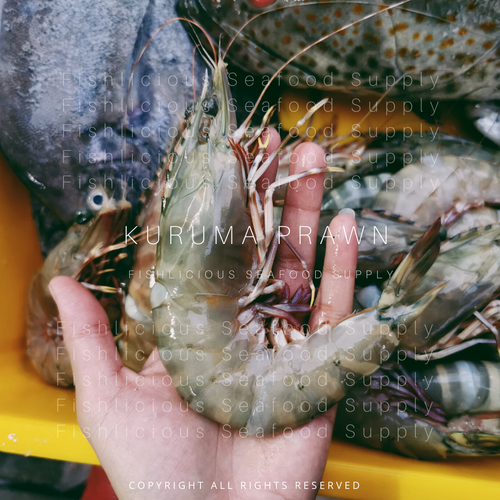 Kuruma Prawn | 九节虾 | fishliciousseafood