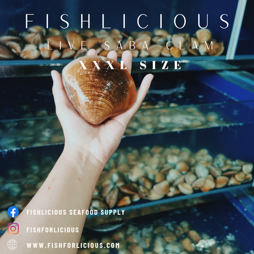 Live Sabah Saba Clam 活沙巴沙白 (XXXL Size) | fishliciousseafood