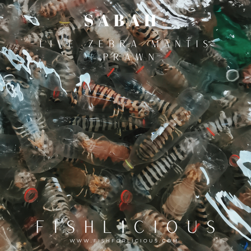 Live Zebra Mantis Prawn 生猛游水斑纹濑尿虾 | fishliciousseafood