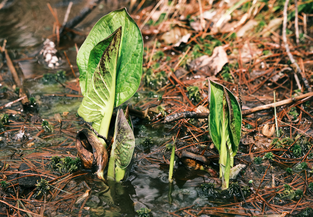 Ode to Skunk Cabbage: Lessons from the Swamp