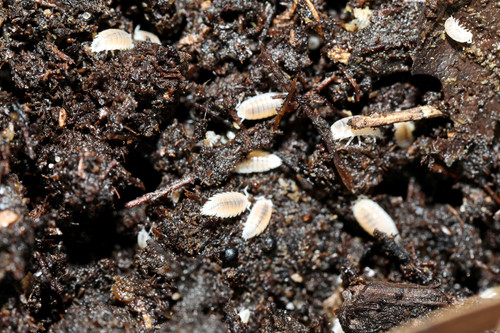 Dwarf White Isopods (25 count) | Finn's Frog Farm