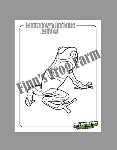 Ranitomeya Imitator Banded Frog Coloring Page | Finn's Frog Farm