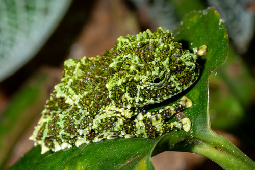 Vietnamese Mossy Frog | Finn's Frog Farm