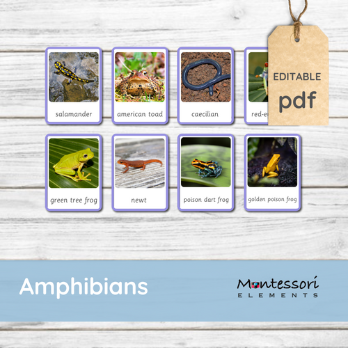 Amphibians Three Part Cards | Montessori Printables by Montessori Elements