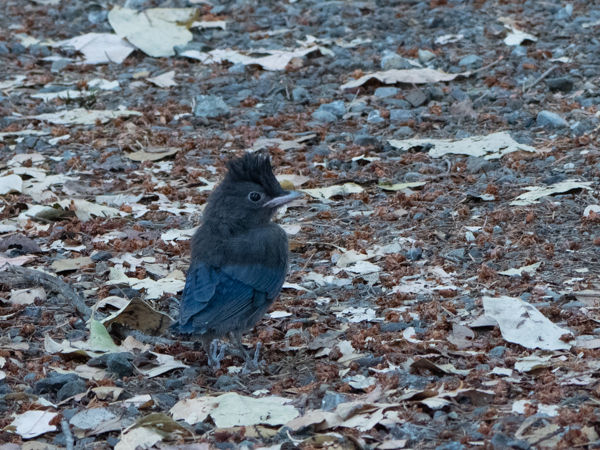 A Stellar Jay Nest
