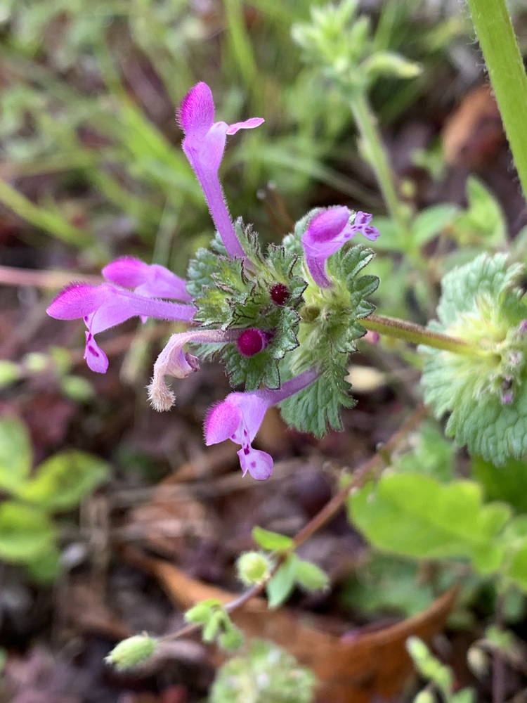 Lamium amplexicaule (Henbit deadnettle)