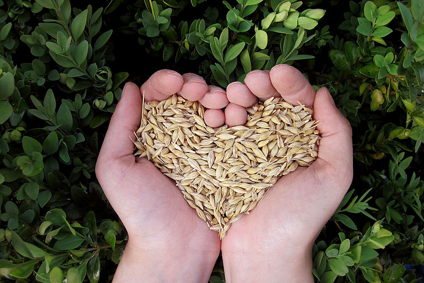 Guardian Grain Recipes | Guardian Grains