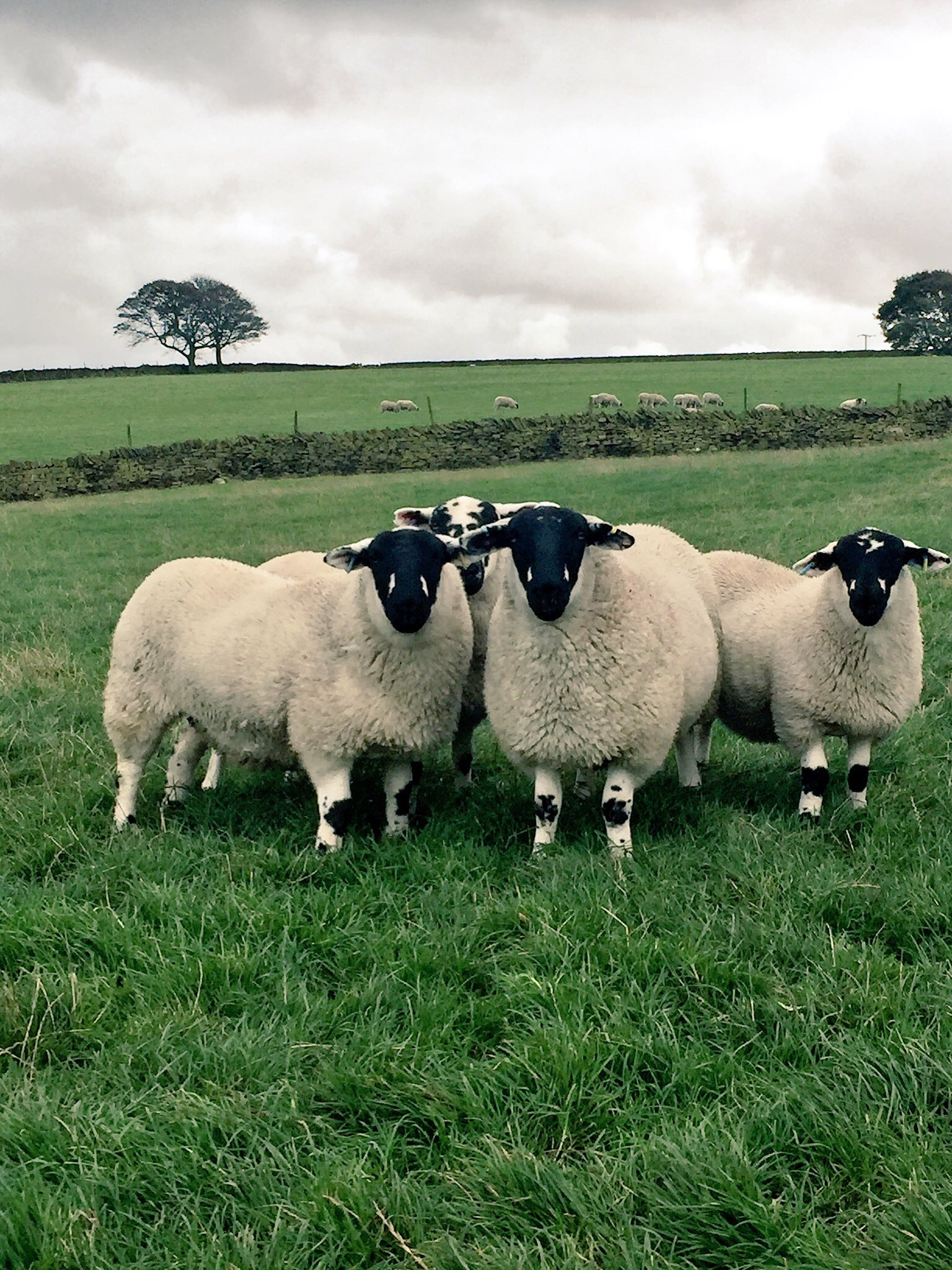 High Moor Gritstones. Breeders of Derbyshire Gritstone Sheep