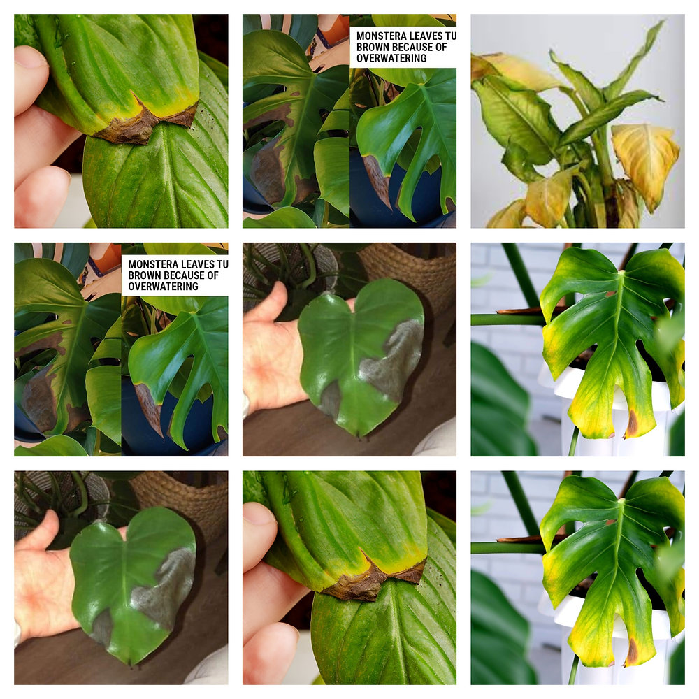 The Perils of Overwatering: Understanding the Effects and Prevention of ...