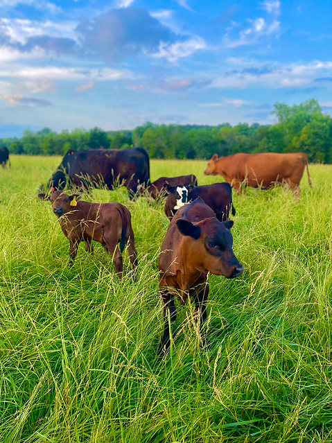 Buy Beef Direct from the Farm at Falling Sun Ranch in Missouri