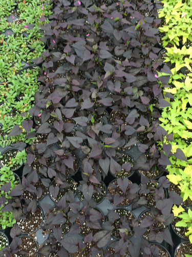 Climbing potato vine | R&M Walgraeve Garden