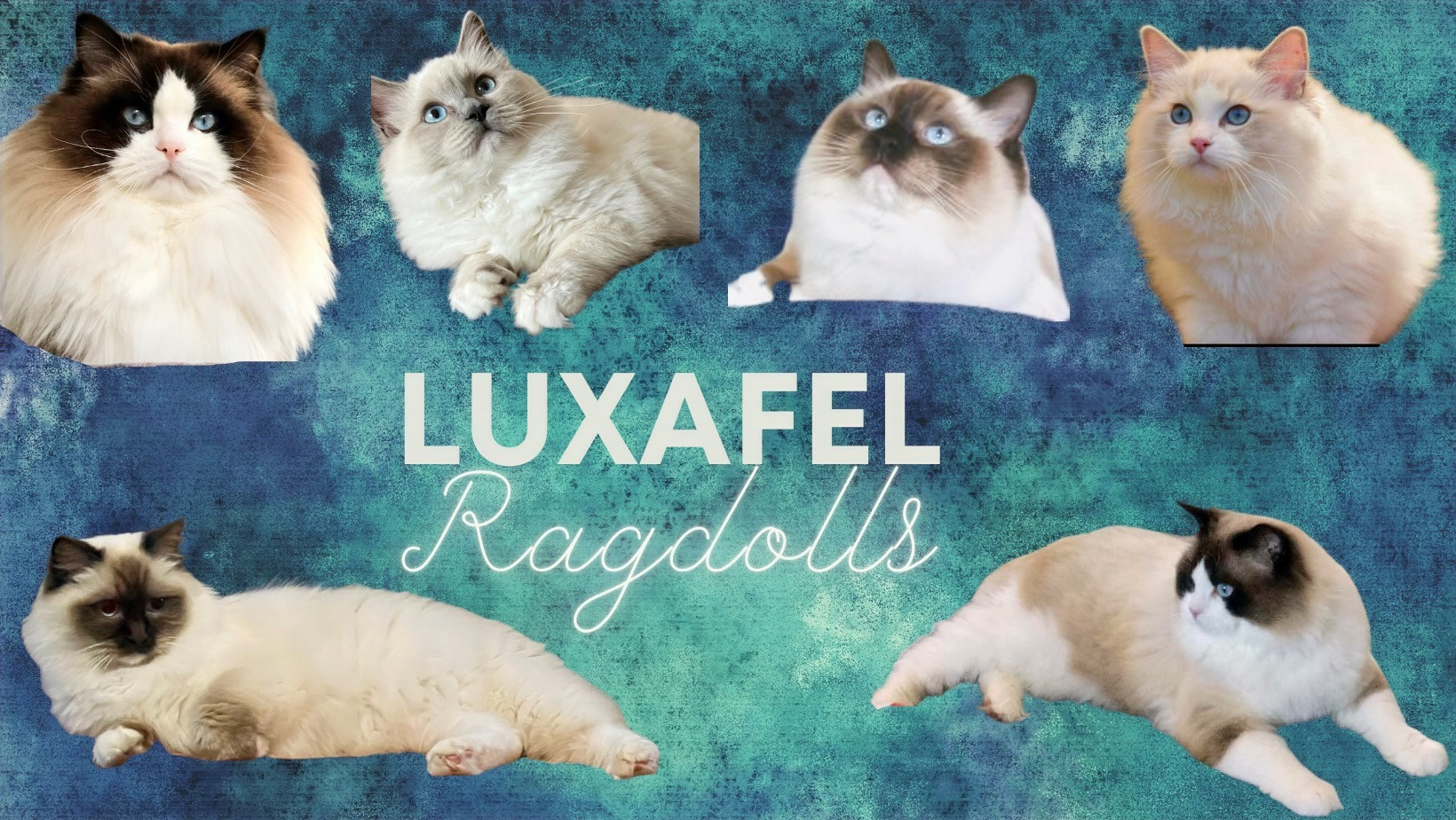 Luxafel Ragdolls Cardinia Shire | Ethical Breeder in Australia