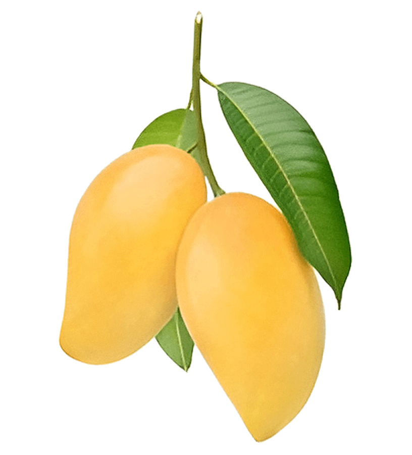 Totapuri Mango Concentrate