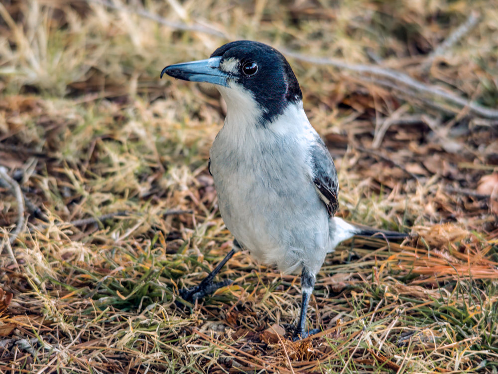 Grey Butcherbird