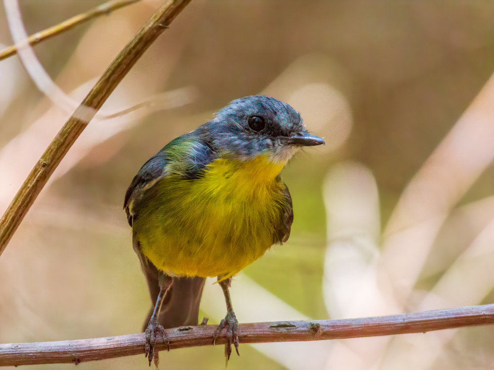Eastern Yellow Robin