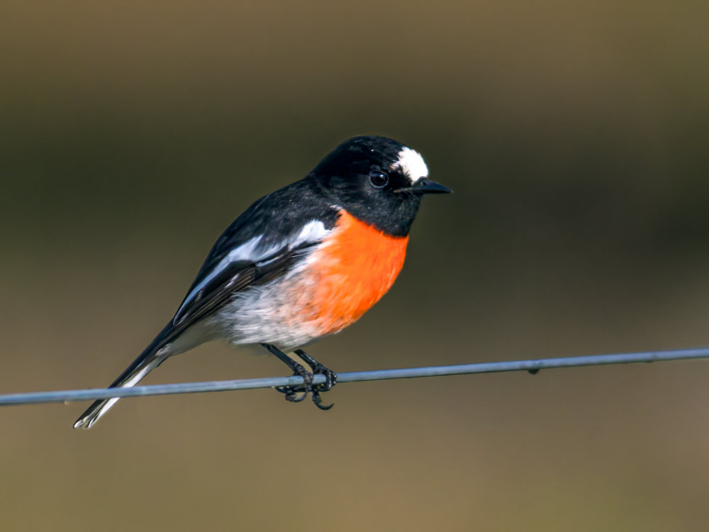 Scarlet Robin