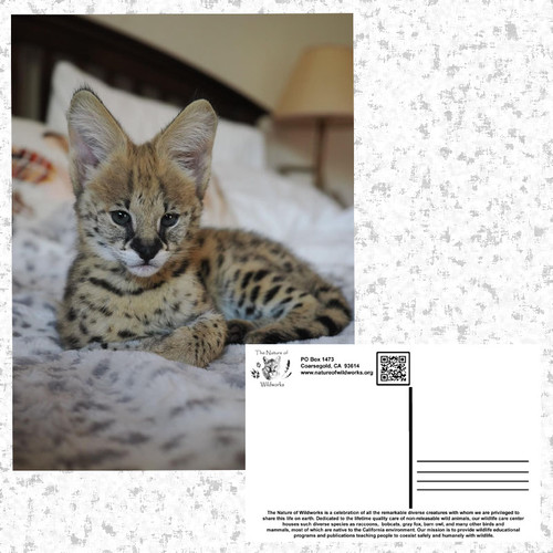 Cleo | Nature of Wildworks