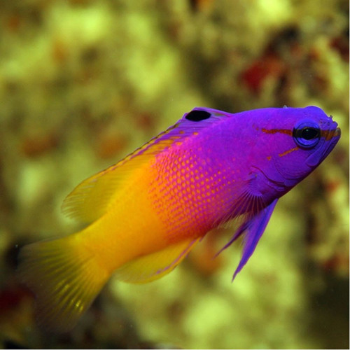 royal gramma | Mundo Exotico