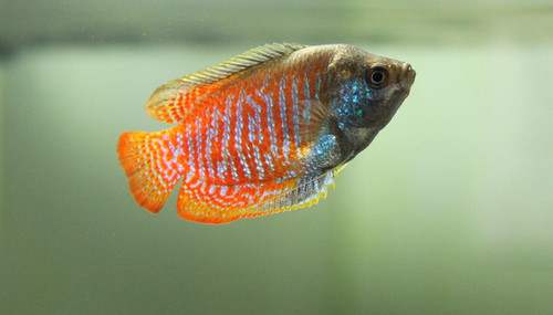 Colissa Fuego | Mundo Exotico