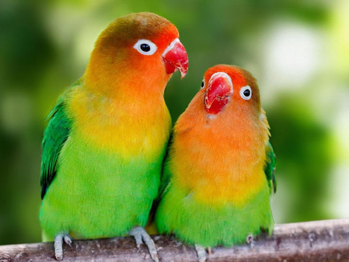 Pareja de Pericas del Amor | Mundo Exotico