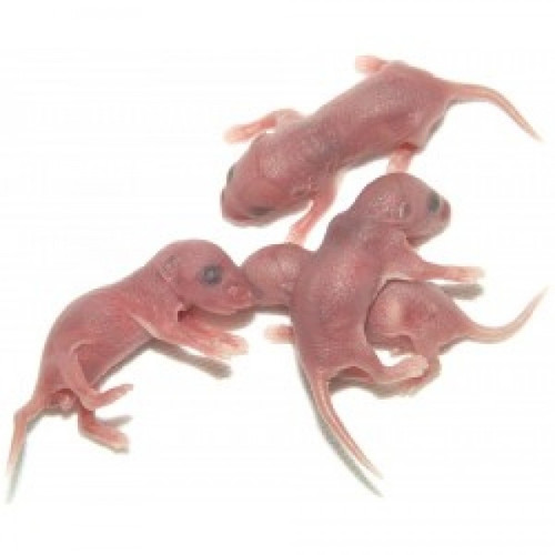 Pinky de rata | Mundo Exotico