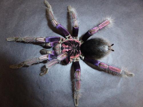 Tarántula de panay azul | Mundo Exotico