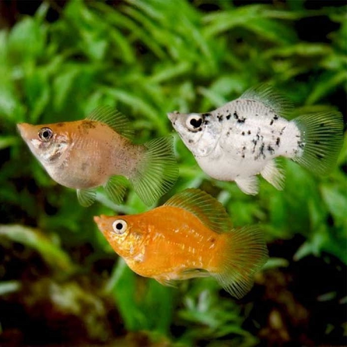 Molly Balon | Mundo Exotico