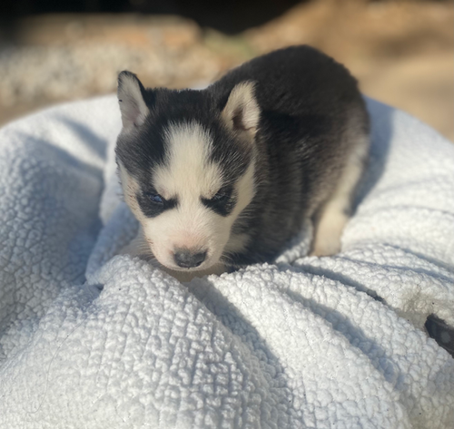 Knox **RESERVED/UNAVAILABLE** | Huskies