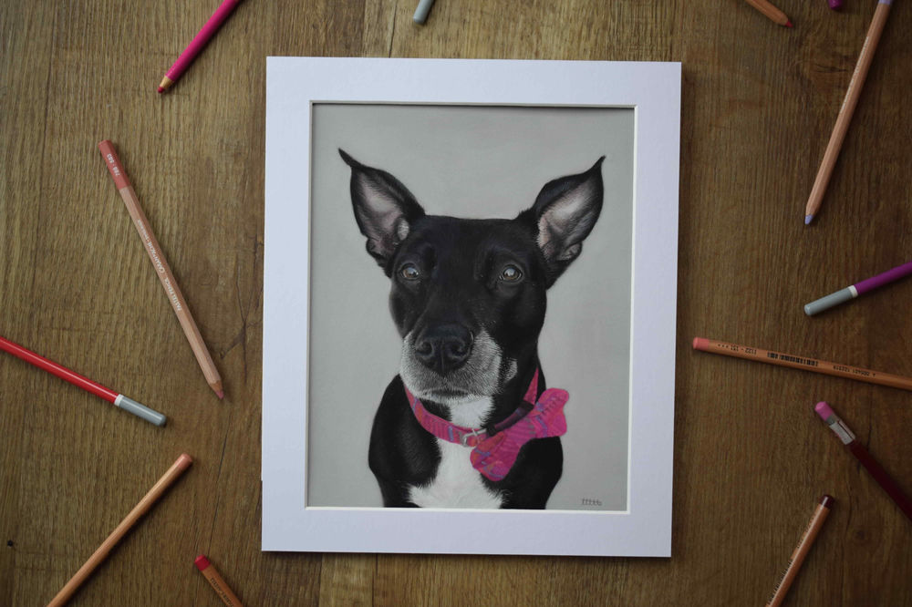 Pastel Pet Portraits -Some of my recent pastel pet portrait commissions ...