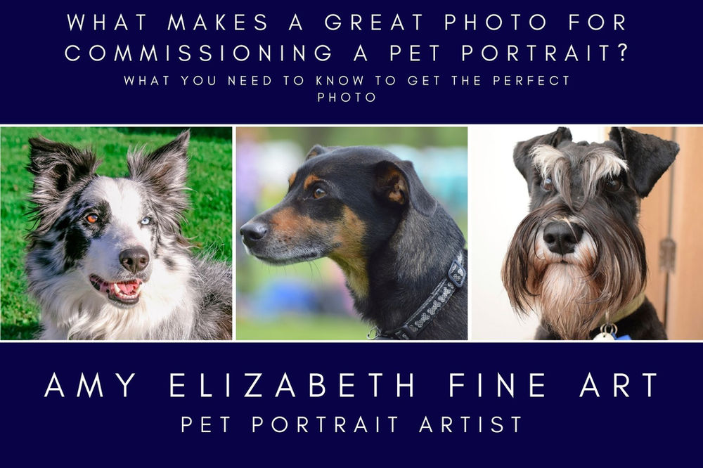 Pet Portraits from Photos-What Makes a Great Photo Reference for a Pet ...