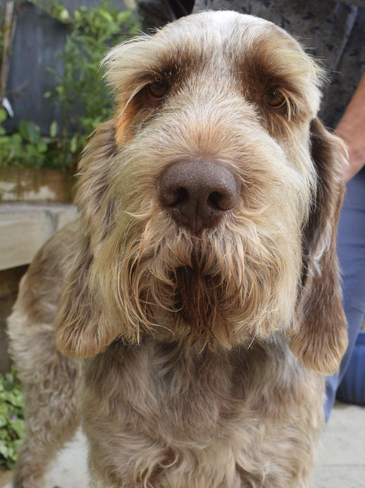 Itailian Spinone Portrait- Getting the photos for two Spinone Italiano's