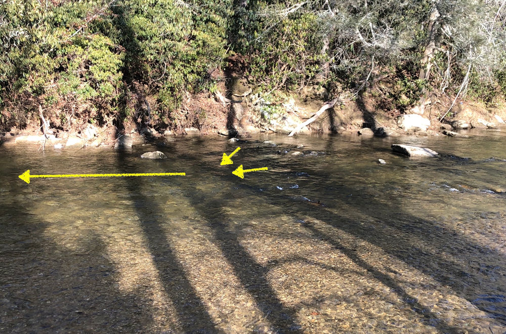Reading Water: Find out How to Find Trout!