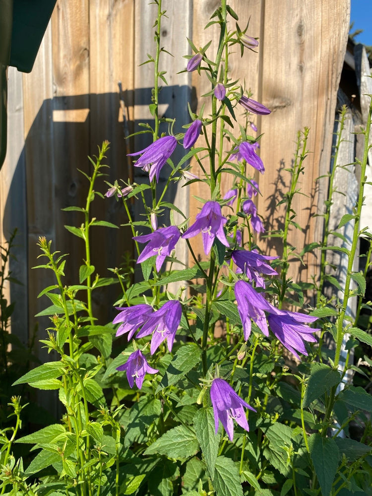 Creeping Bell Flower - Pretty but Invasive Noxious Weed