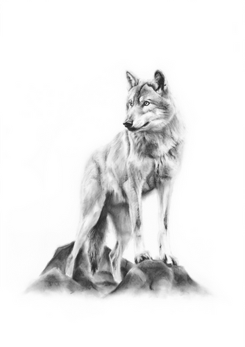 'Akela' | Katie Hargreaves Art