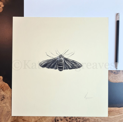 'Black Peppered Moth' | Katie Hargreaves Art