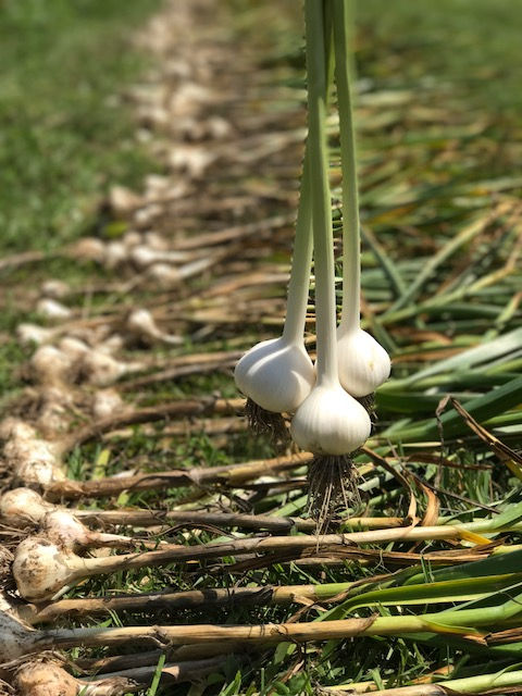 Our Garlic Family Tree